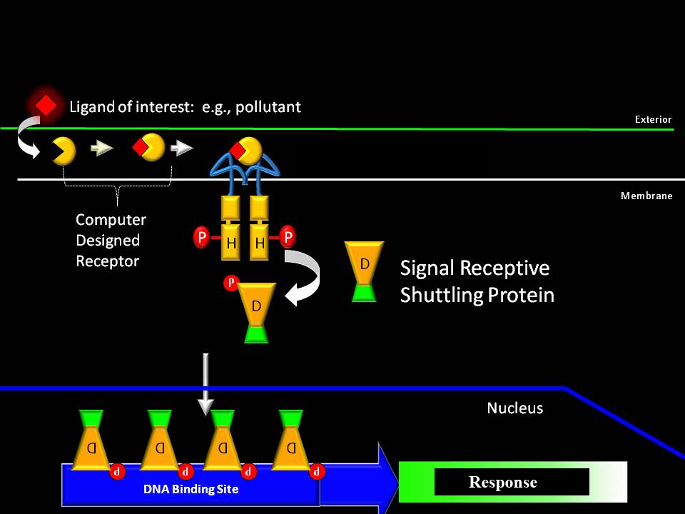 Synthetic Signal Transduction-Biological Input-Output « Medford Lab